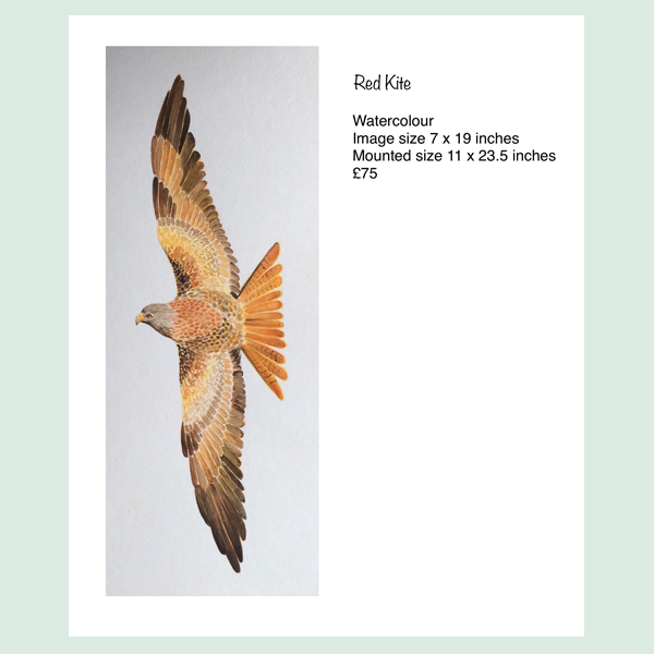 Animals and Wildlife – gill yarnall studios